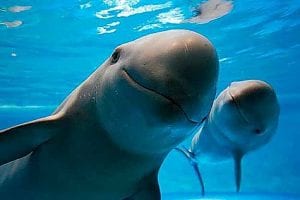 Marsopas: Mamíferos Marinos Amenazados Por El Hombre. Conoce Más Acerca ...